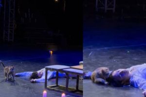 Un gato se roba el show de la obra Romeo y Julieta del Ballet Imperial ...