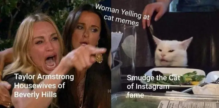 Murió Thurston Waffles, el gato de los memes de las redes - Nuevo Día